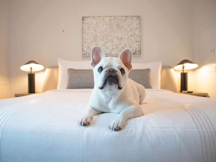 AKA Canine Club launches to give dogs VIP hotel treatment
